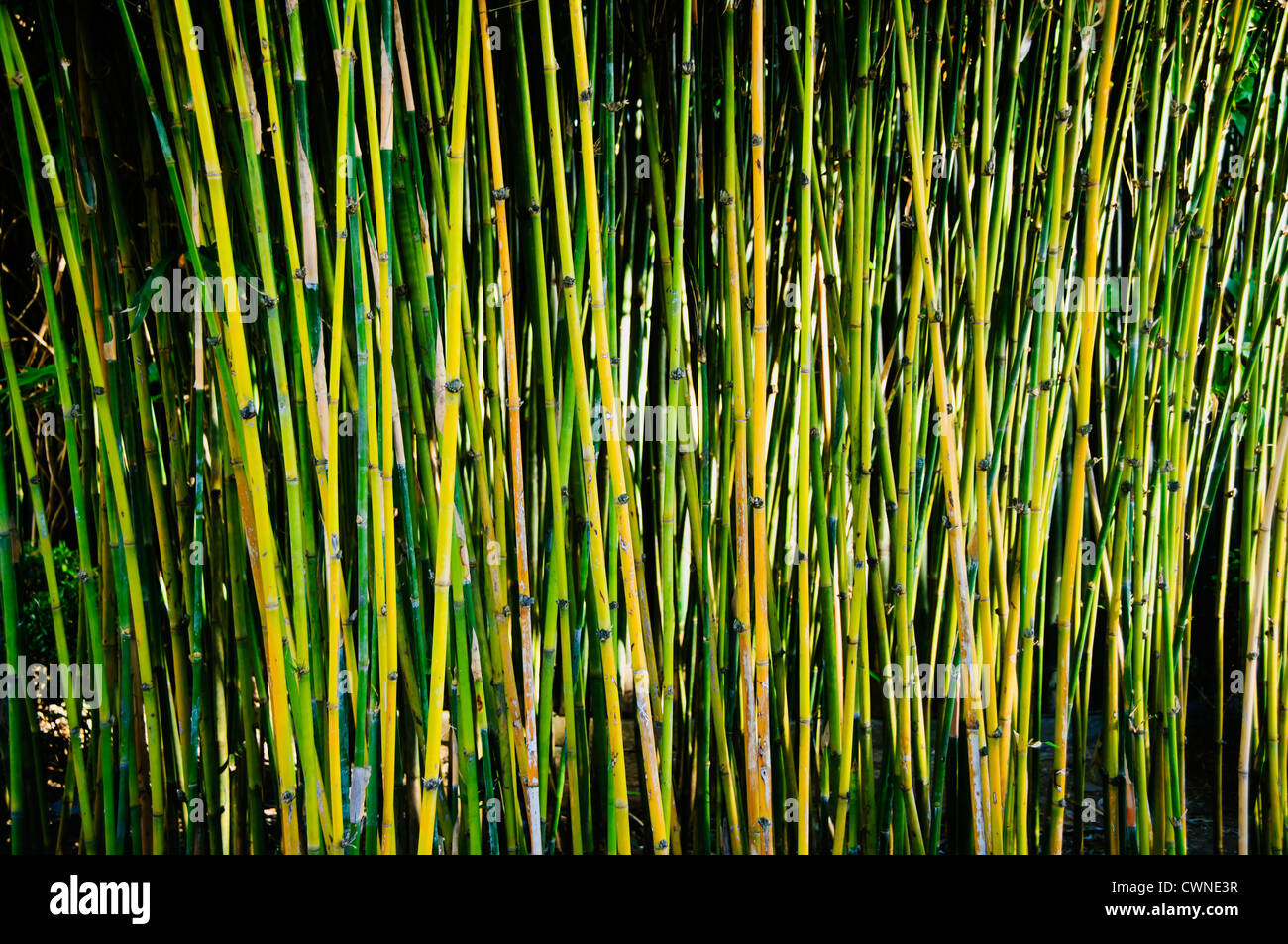 Bamboo trees in a park in Manila, Philippines Stock Photo - Alamy