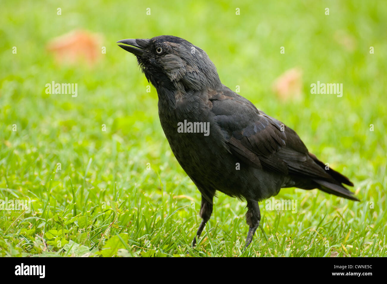 jackdaw Coloeus monedula Stock Photo - Alamy