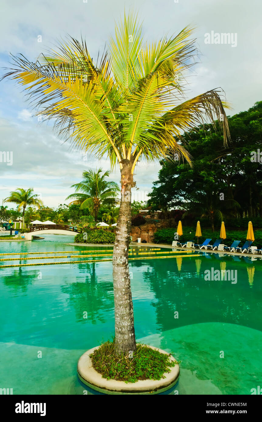 Coconut tree in a resort swimming pool Stock Photo - Alamy