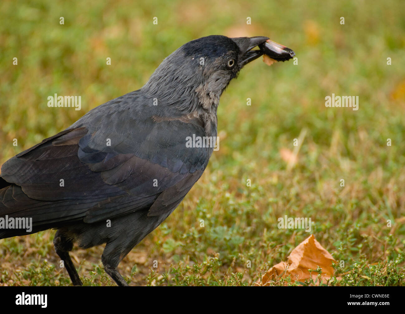 jackdaw Coloeus monedula Stock Photo - Alamy