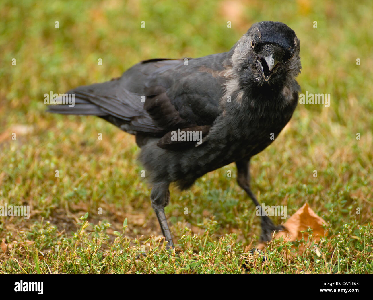 jackdaw Coloeus monedula Stock Photo - Alamy