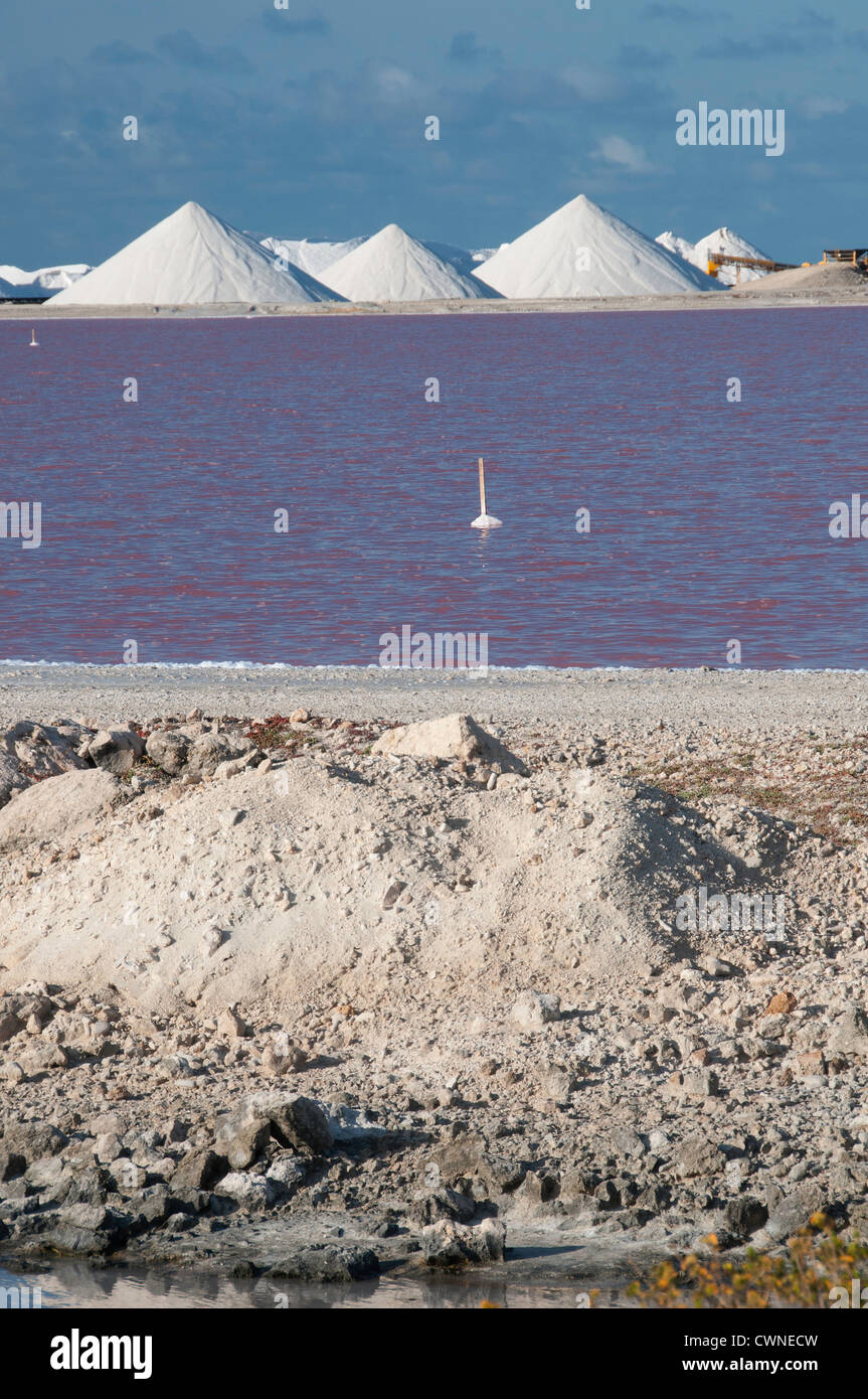 Bonaire salt pink hi-res stock photography and images - Alamy