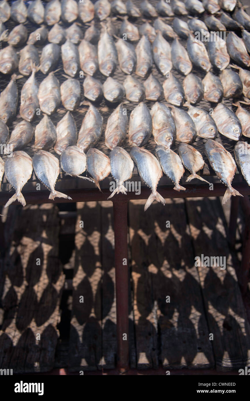 Buri fish hi-res stock photography and images - Alamy