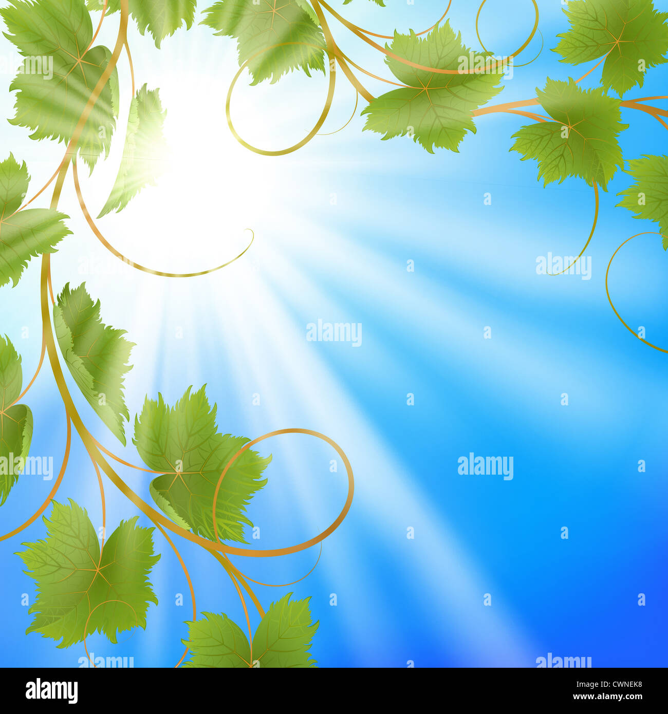 Summer background with blue sky and vine Stock Photo - Alamy