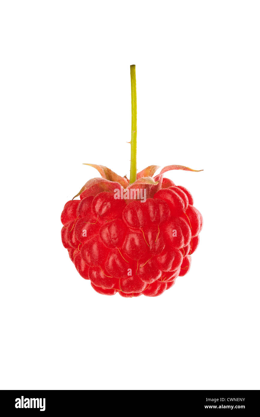 raspberry isolated on white background with stem Stock Photo - Alamy