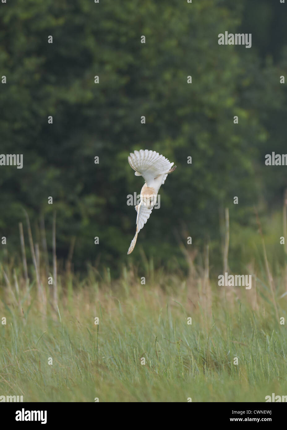 Barn Owl diving for prey Stock Photo - Alamy
