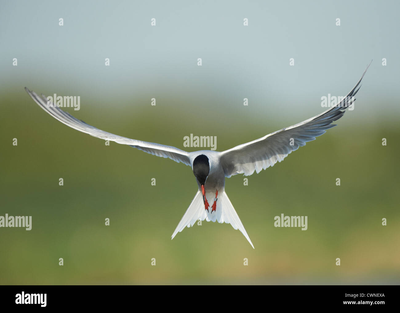 Elegant common tern hi-res stock photography and images - Alamy