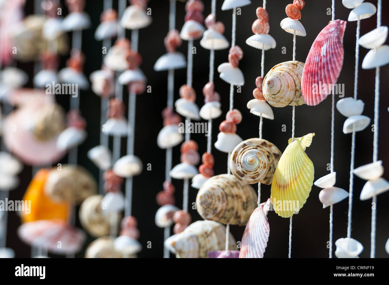Animal shells field animal shell hi-res stock photography and images ...