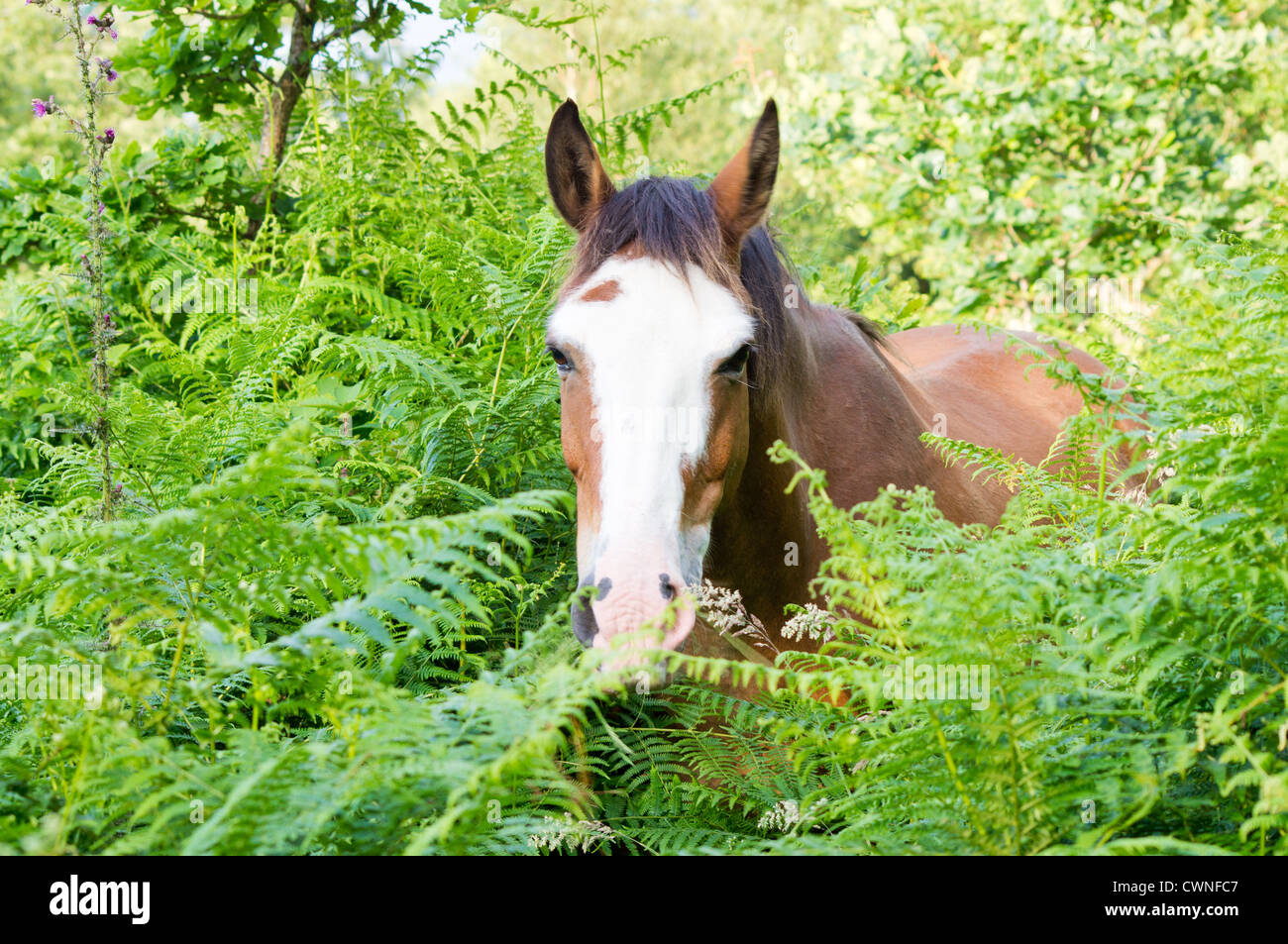 Wandering horse hi-res stock photography and images - Alamy