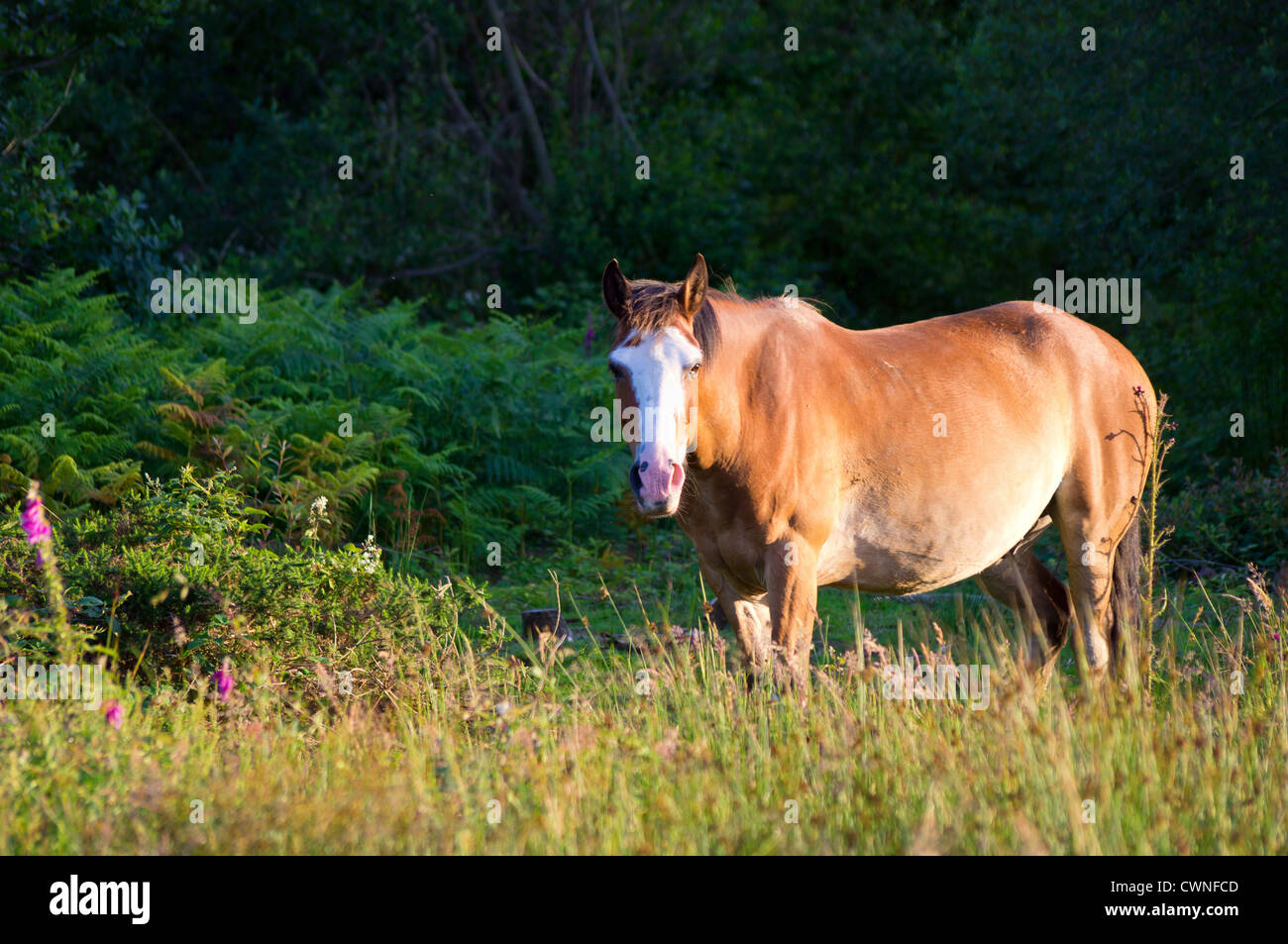 Wandering horse hi-res stock photography and images - Alamy