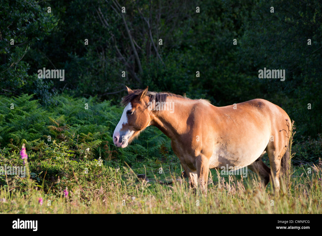 Horse wandering around in natural heath land surroundings Stock Photo ...
