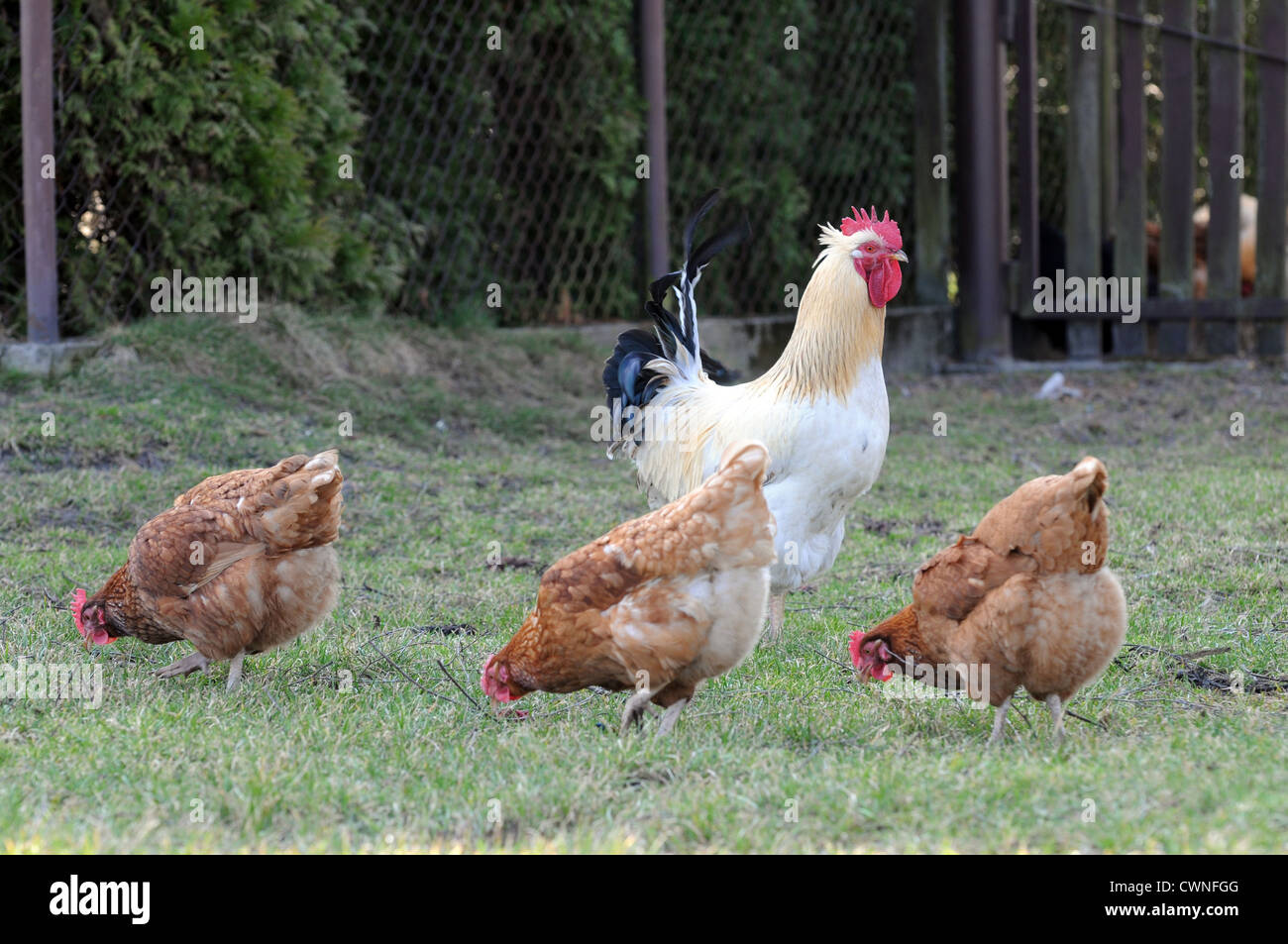 poultry on real countryside scene Stock Photo - Alamy