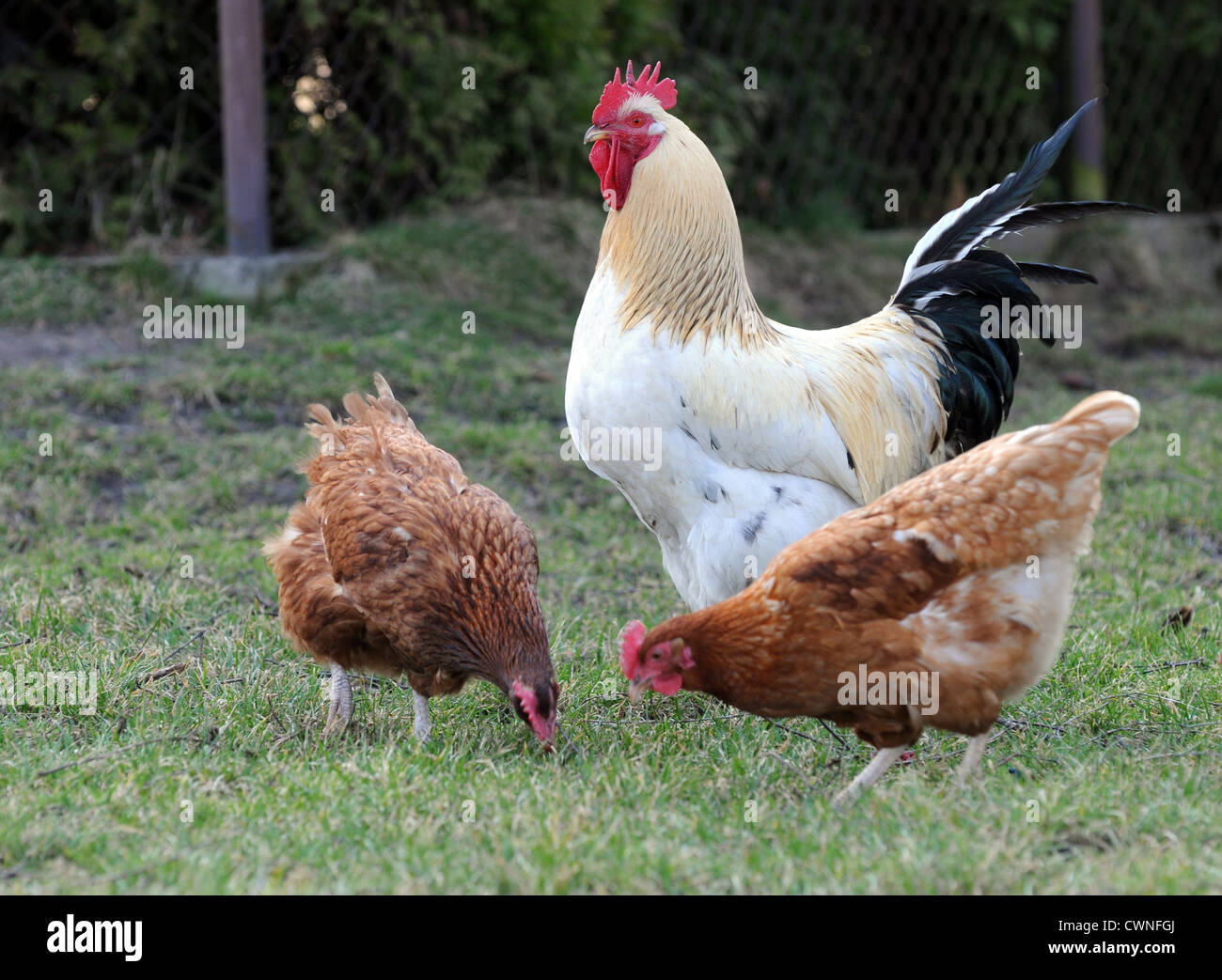 poultry on real countryside scene Stock Photo - Alamy