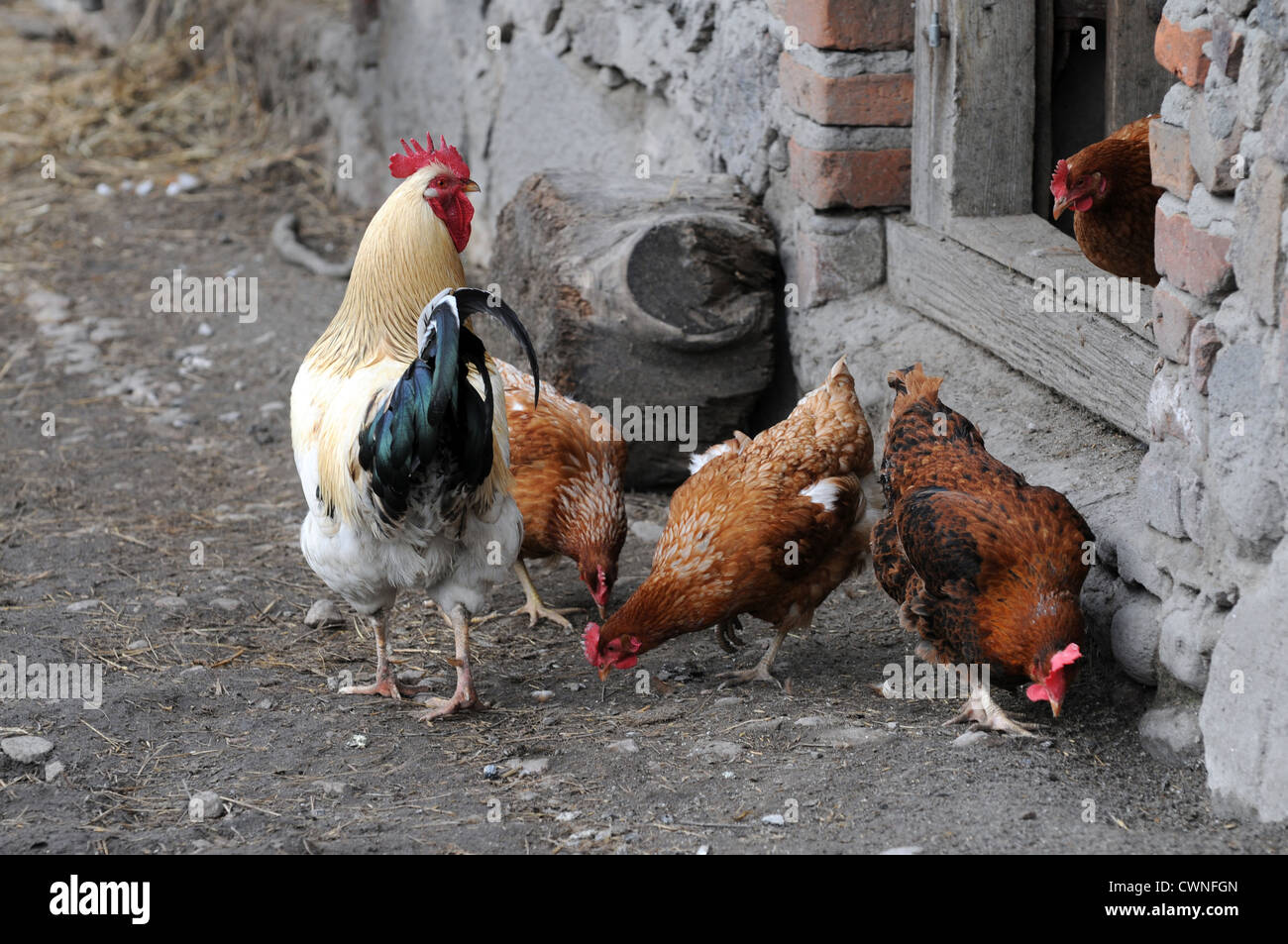 poultry on real countryside scene Stock Photo - Alamy