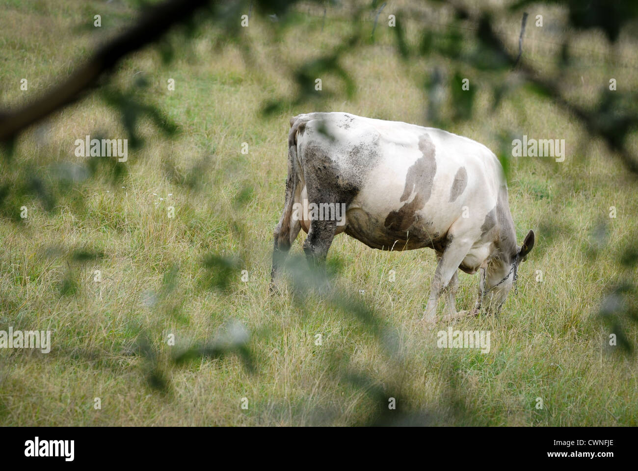 Mazovia polonia hi-res stock photography and images - Alamy