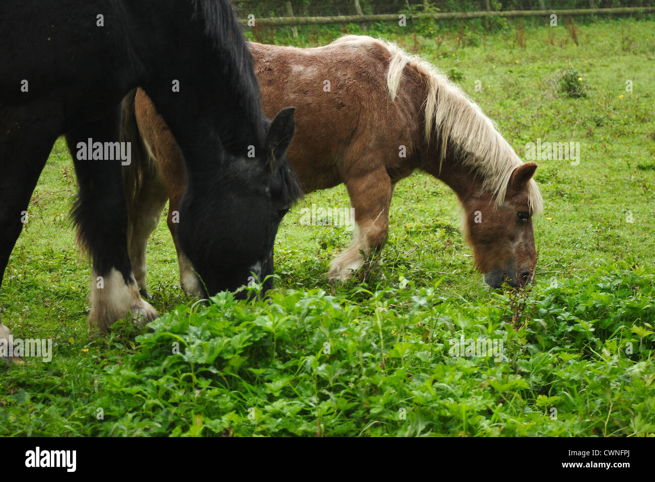 Scruffy Stock Photos & Scruffy Stock Images - Alamy