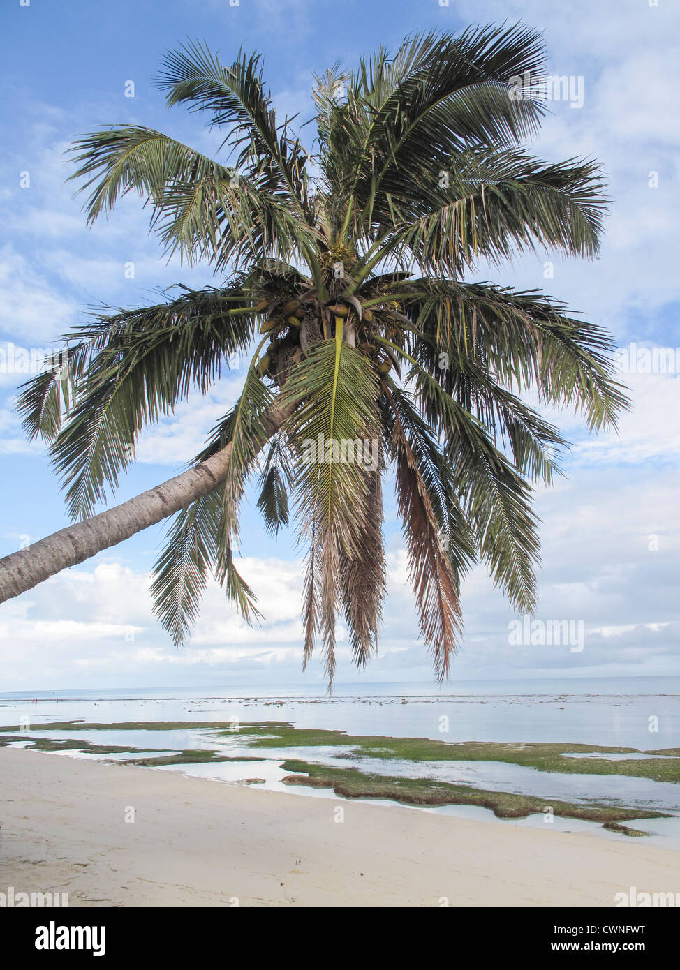 Isle St Marie, Madagascar - palm tree and beach Stock Photo - Alamy