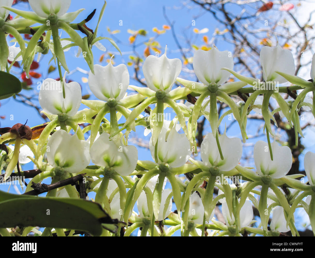 Orchids of madagascar hi-res stock photography and images - Alamy