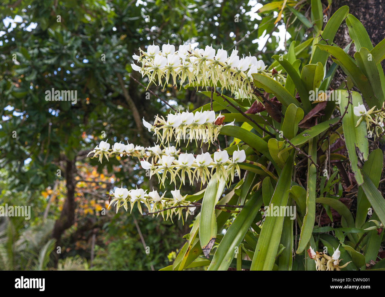 Madagascar orchid hi-res stock photography and images - Alamy