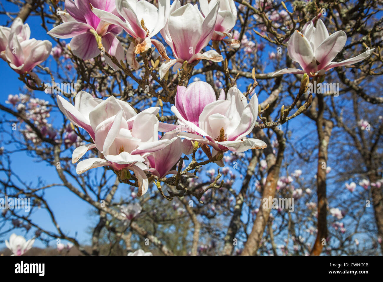 Magnolia flowers in spring Stock Photo - Alamy