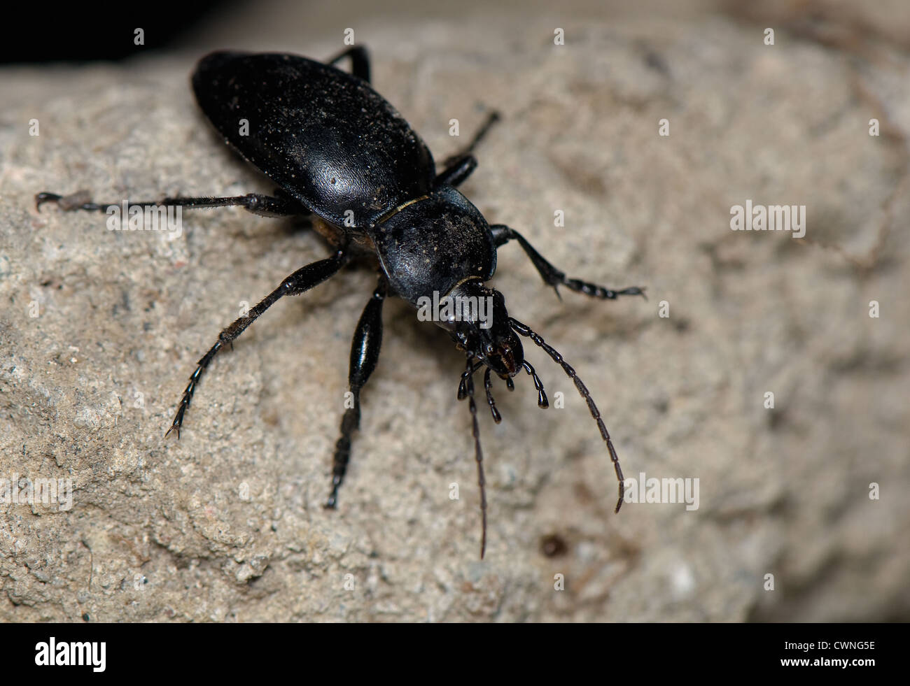 Glabratus hi-res stock photography and images - Alamy