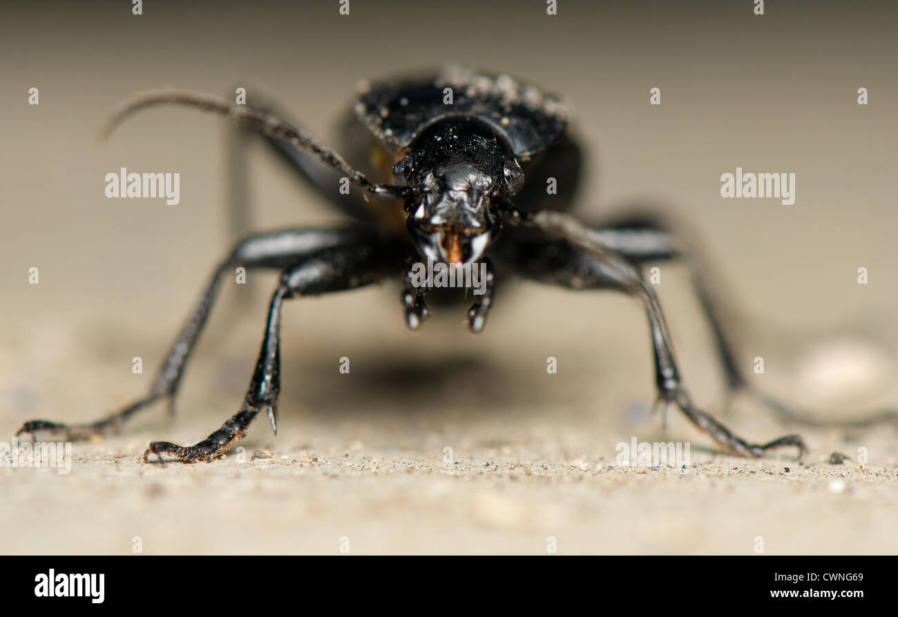 Predator beetle hi-res stock photography and images - Alamy