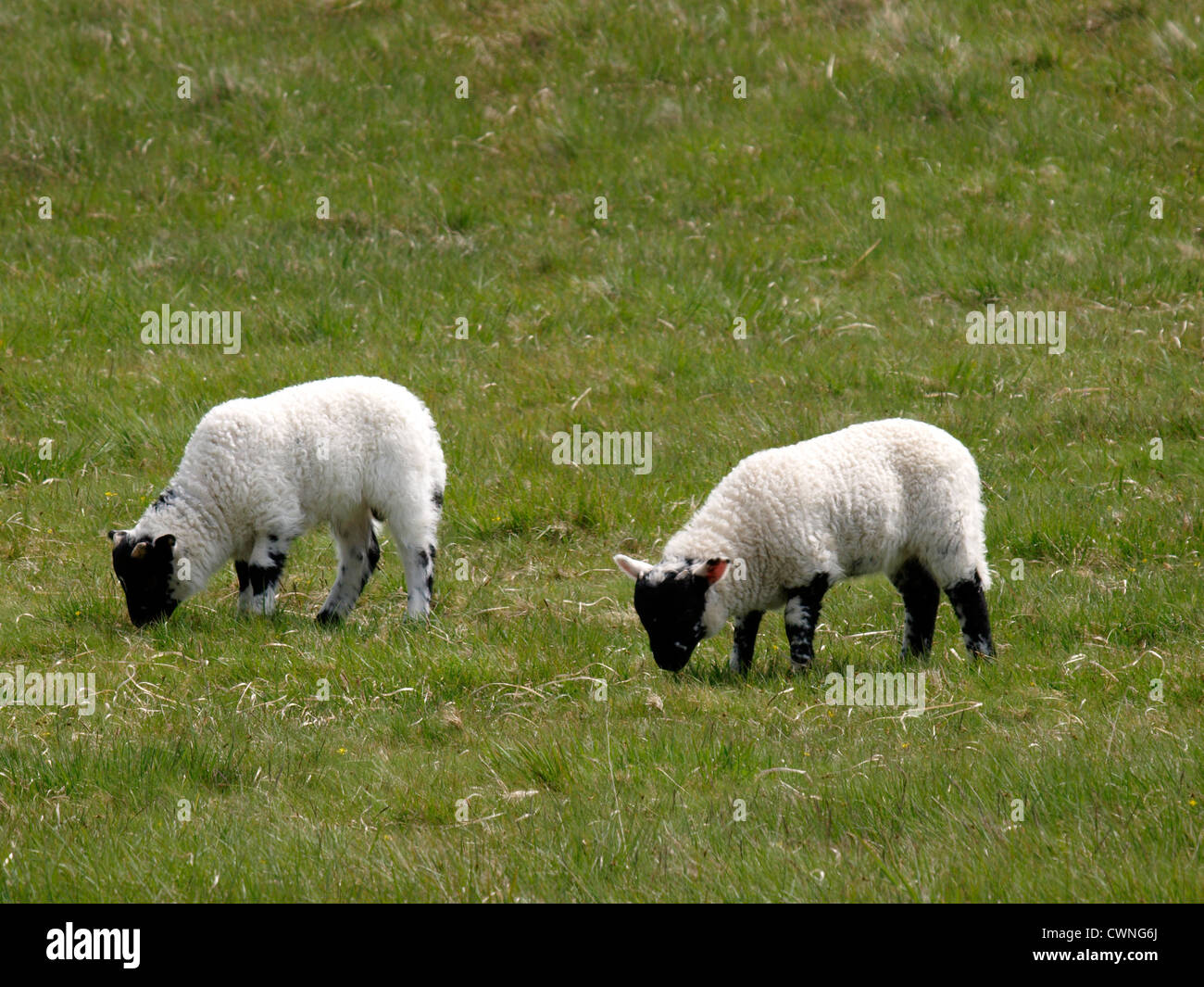 Two cute lambs, UK Stock Photo - Alamy
