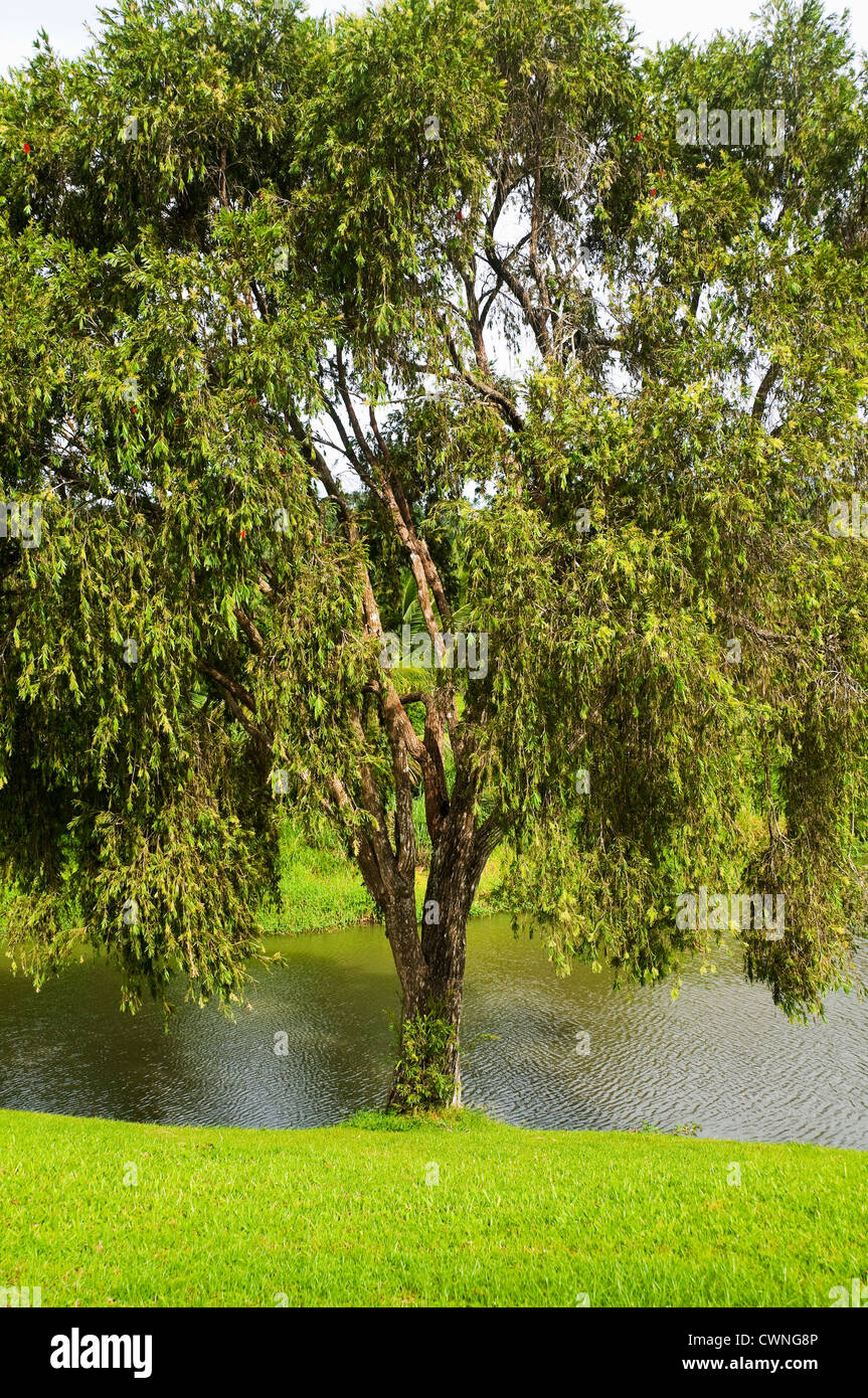Tree beside lake in a beautiful golf course Stock Photo - Alamy