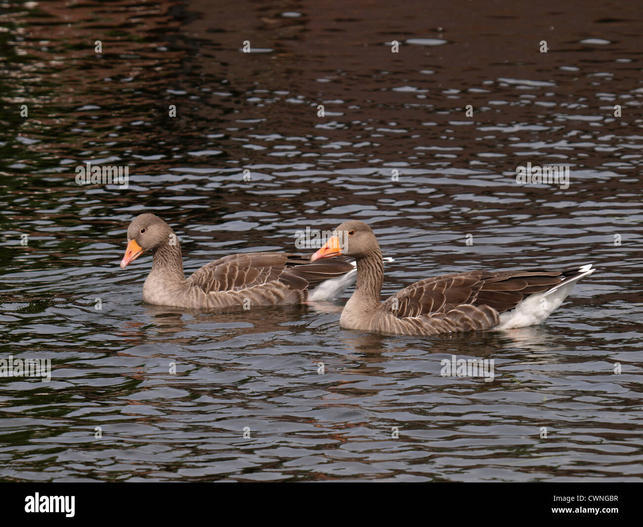 Greylag Geese, Anser anser, UK Stock Photo - Alamy