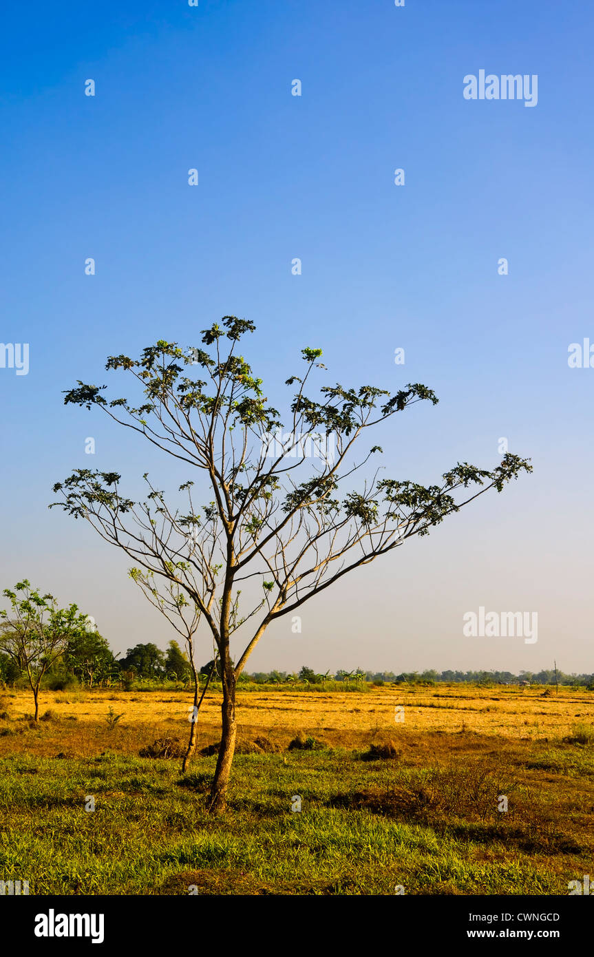 Tree in the middle of a dry ricefield; shot against blue sky Stock ...