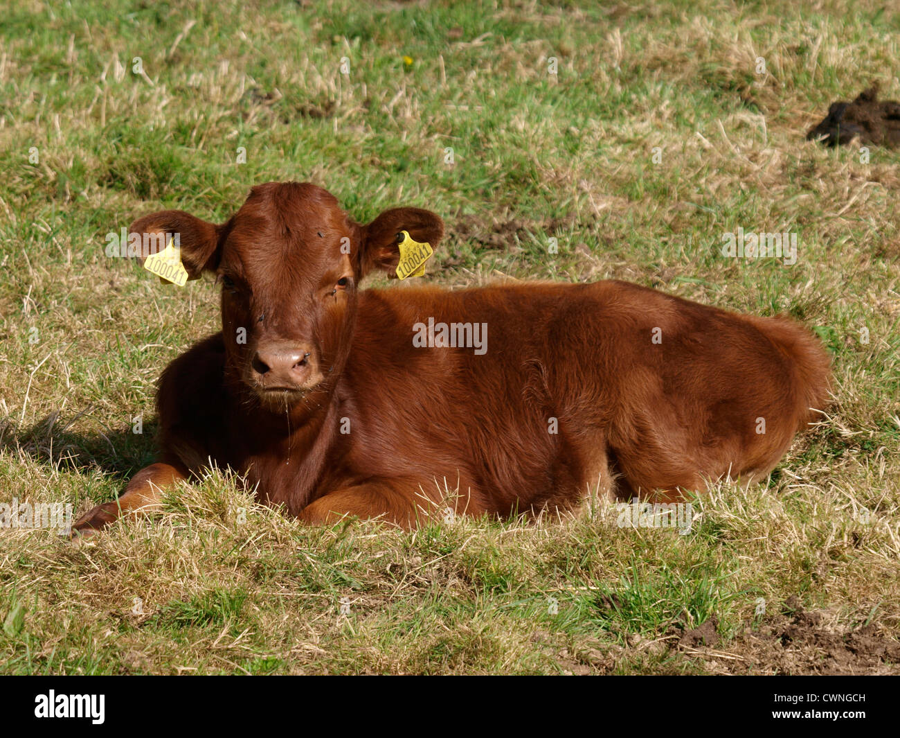 Calf laying down hi-res stock photography and images - Alamy