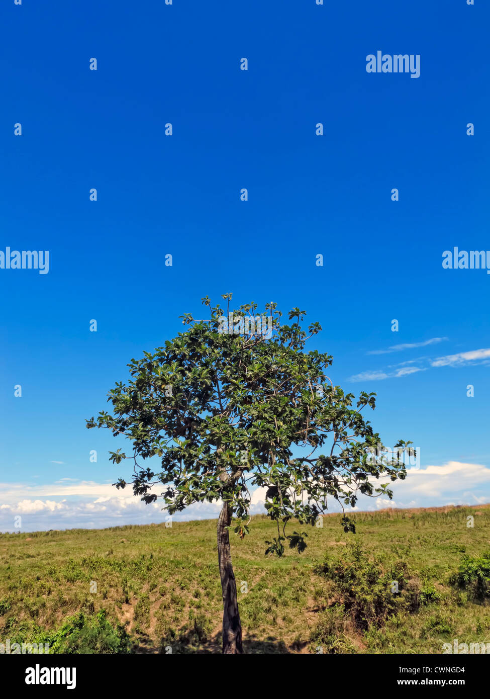 Tree on a slope hi-res stock photography and images - Alamy