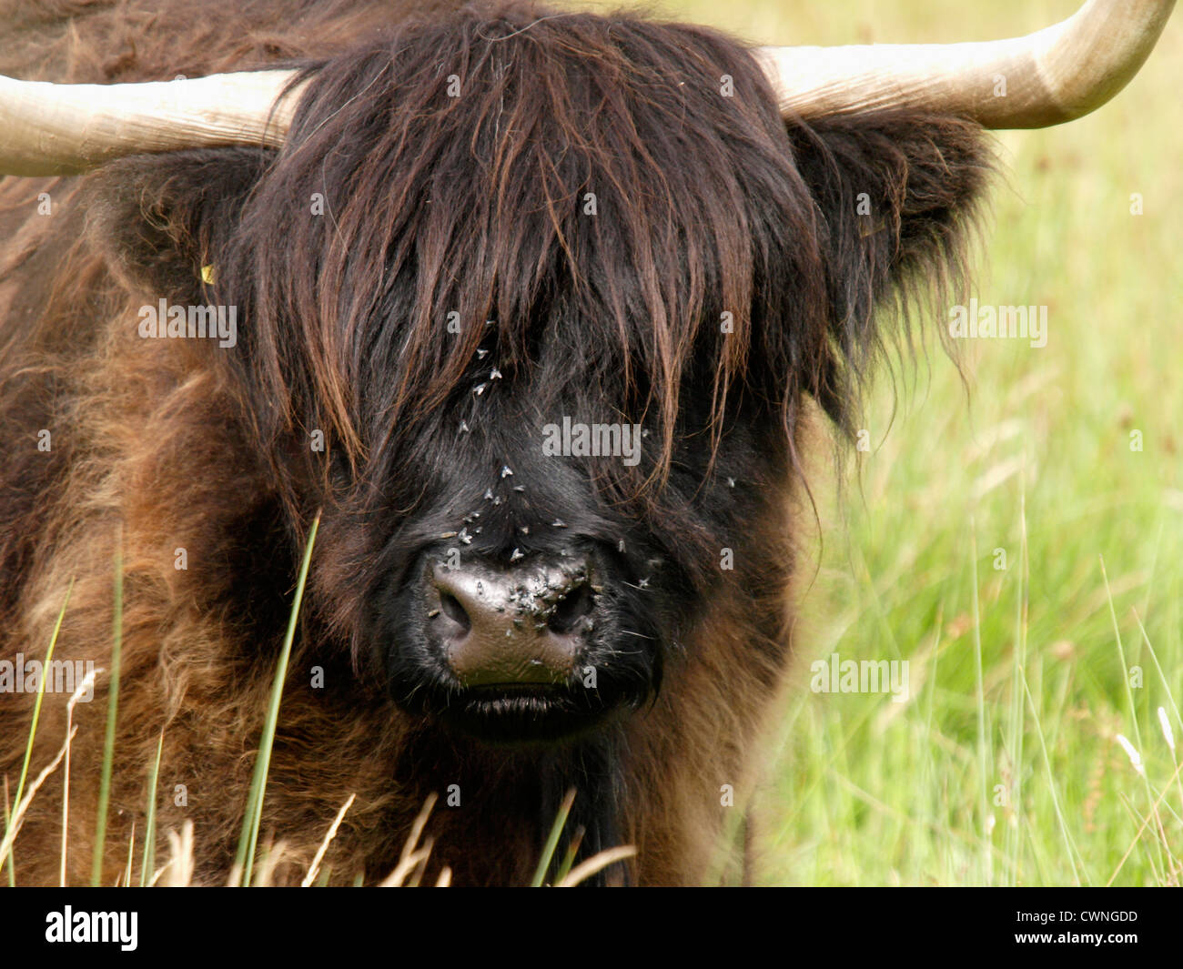 Cows nose hi-res stock photography and images - Alamy