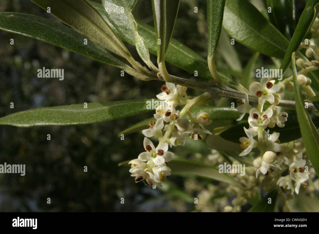 Picture: Steve Race - Arbequina olive trees in flower in Catalunya ...