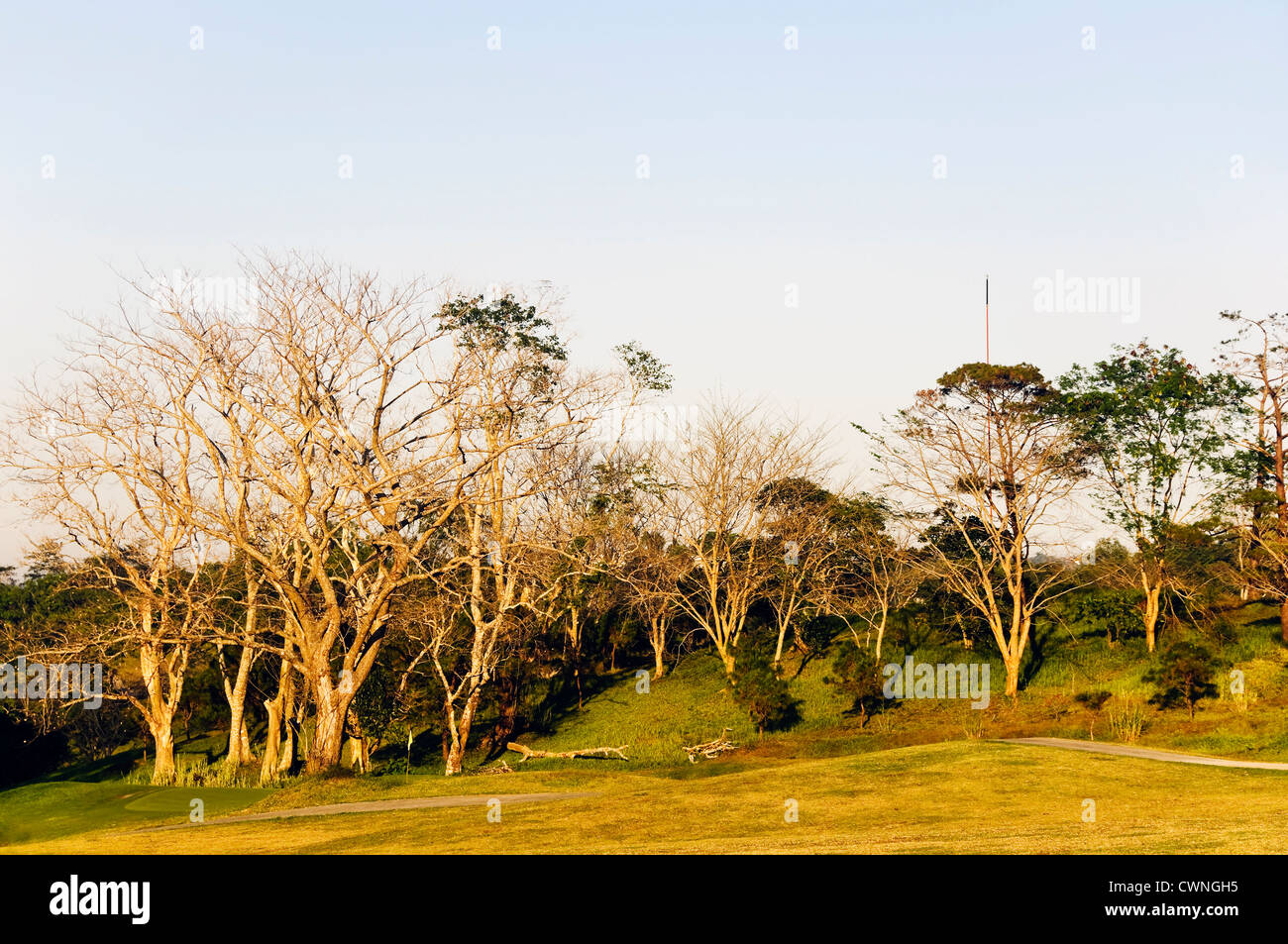 Leafless trees in a golf course during sunset Stock Photo - Alamy