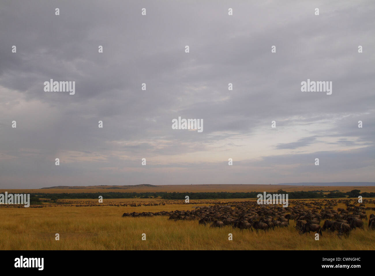 The Great Wildebeest or Gnu Migration in Masai Mara, Kenya, Nairobi ...
