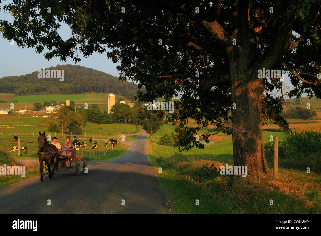 Mennonite Buggy near Dayton in the Shenandoah Valley of Virginia, USA ...