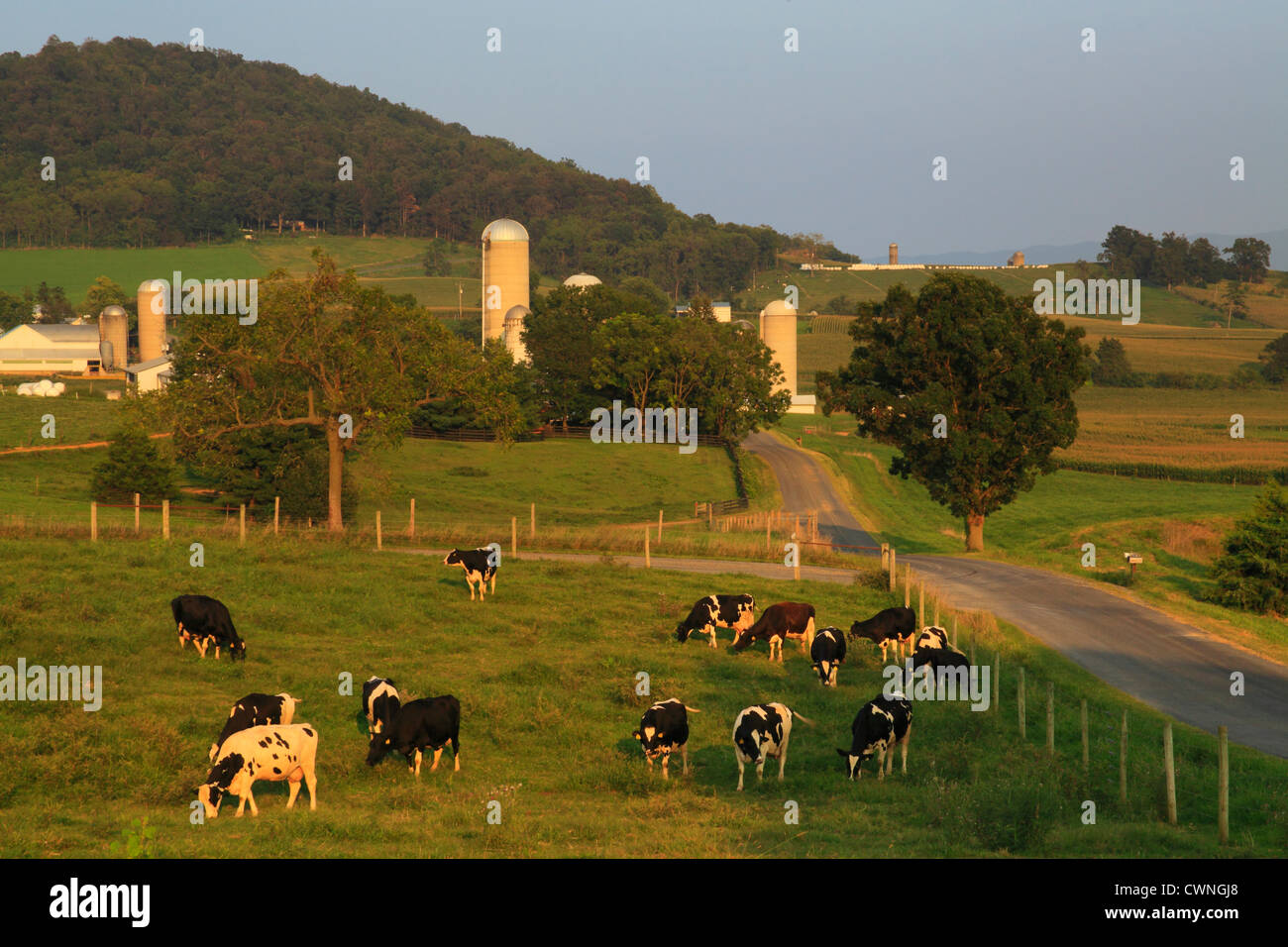 Dairy cow cows hi-res stock photography and images - Alamy
