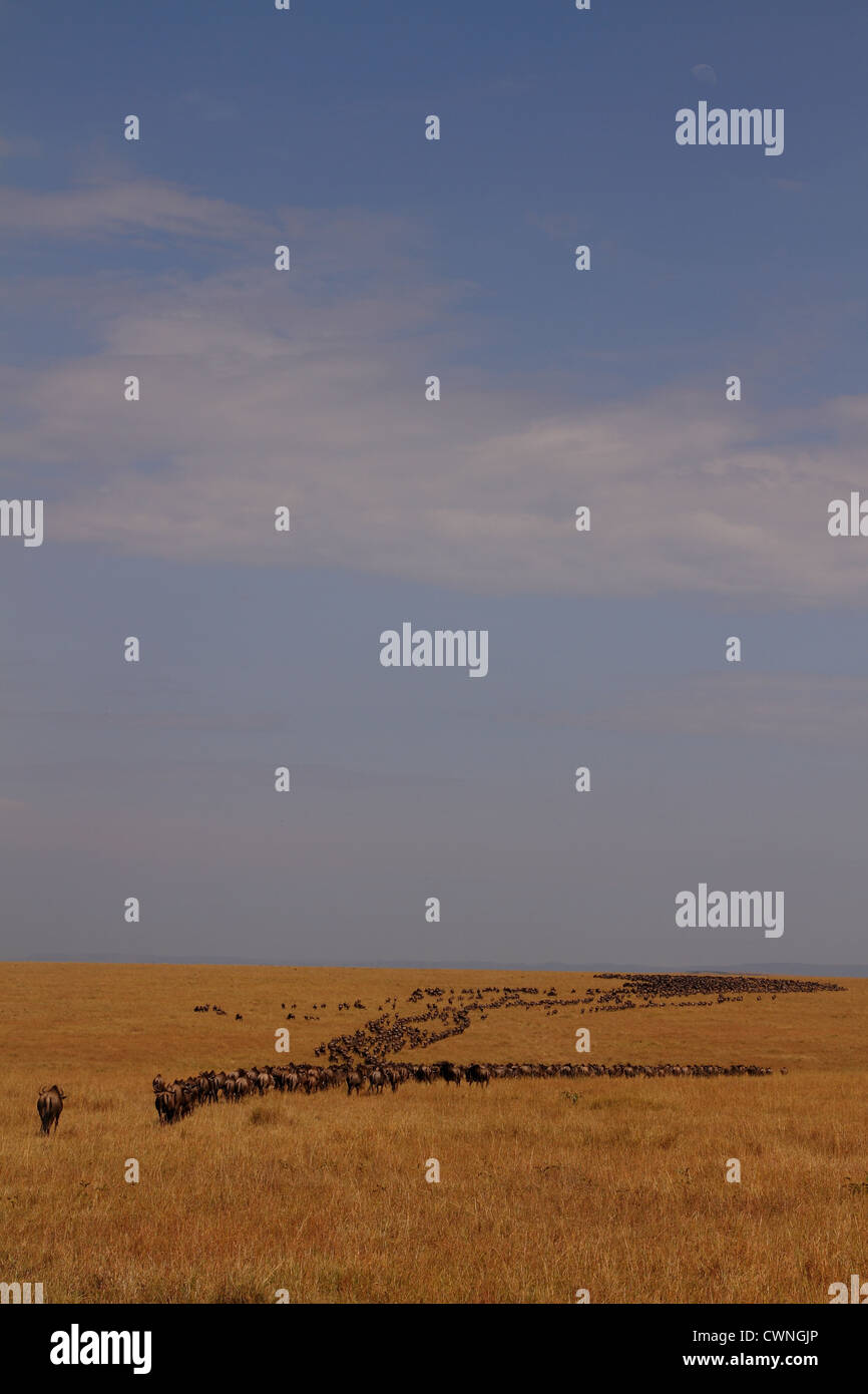 Gnu migration hi-res stock photography and images - Alamy