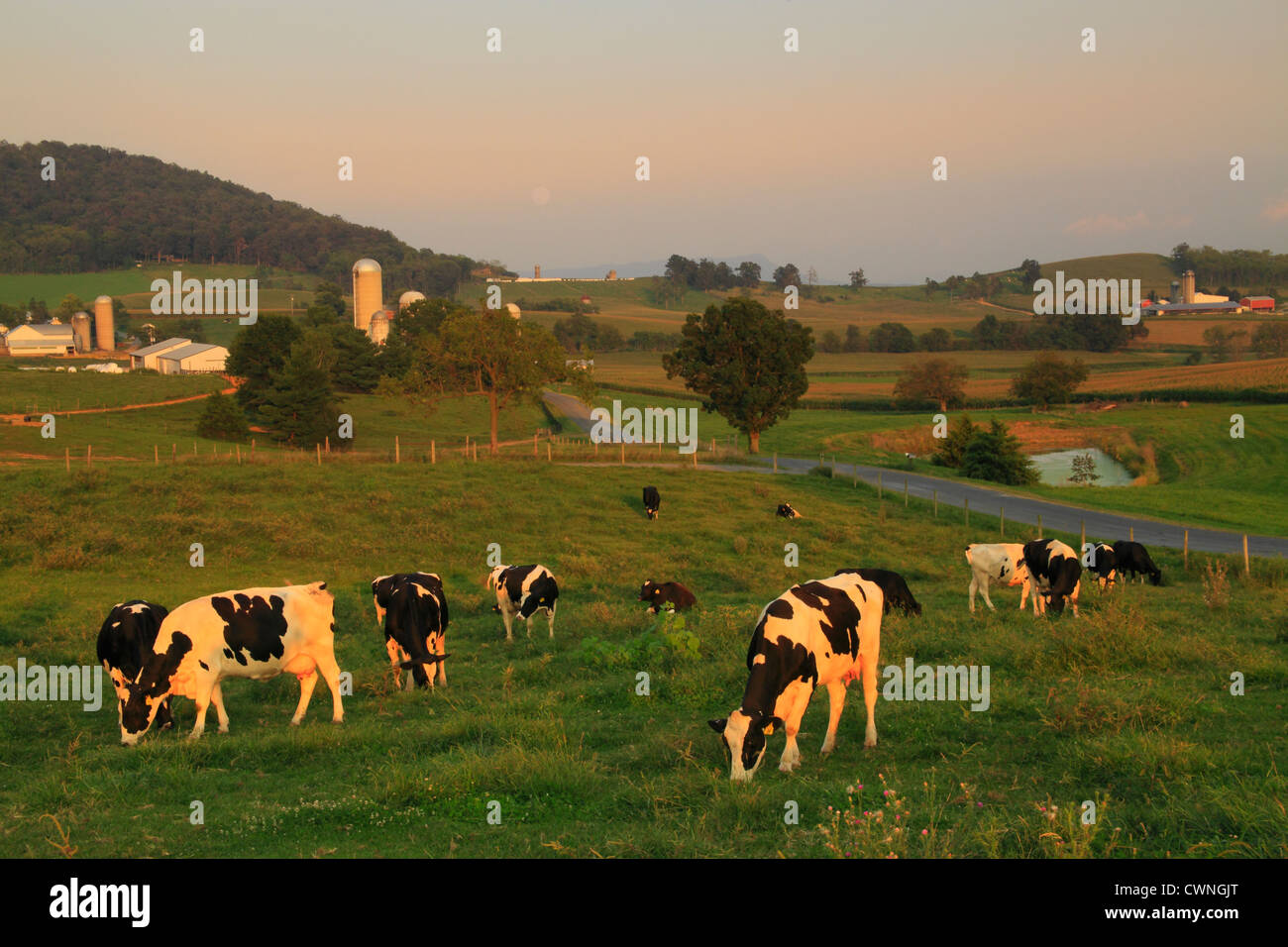 Dairy cow cows hi-res stock photography and images - Alamy