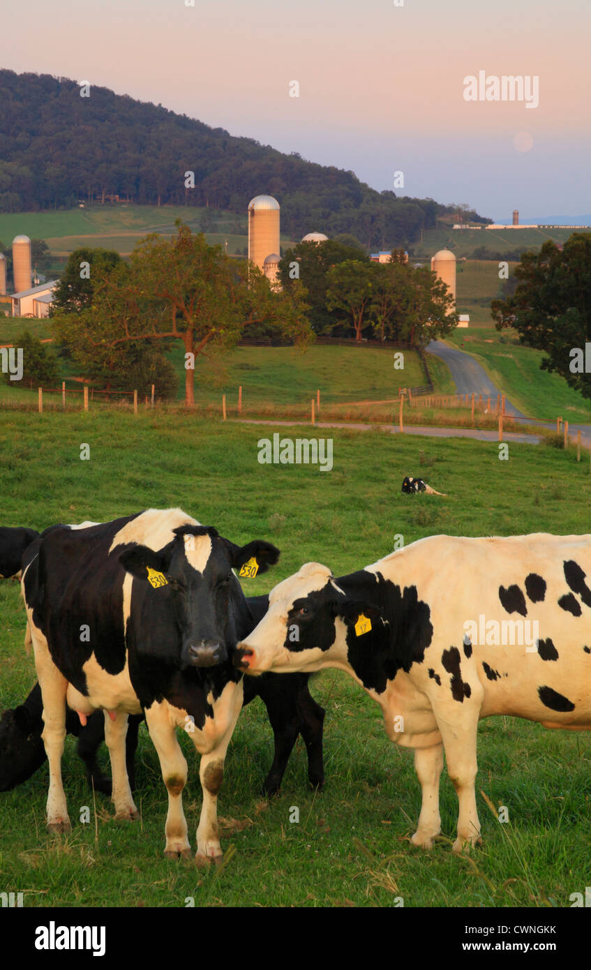 Cows Grazing at Moonrise near Dayton in the Shenandoah Valley of ...