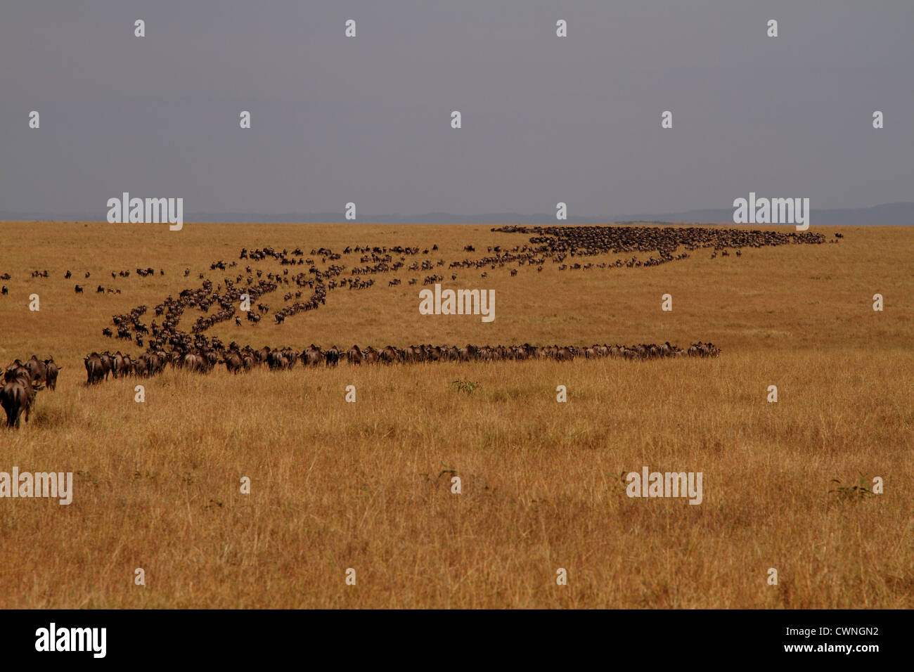 The Great Wildebeest or Gnu Migration in Masai Mara, Kenya, Nairobi ...