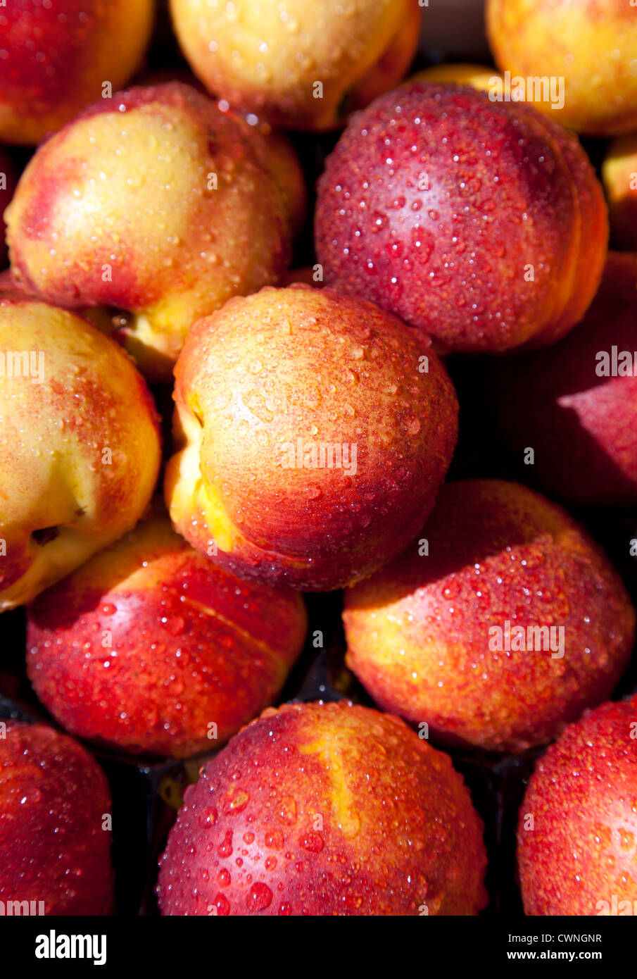 Prunus persica - Nectarines Stock Photo - Alamy