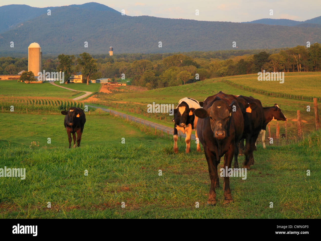 Dairy cattle barns hi-res stock photography and images - Alamy