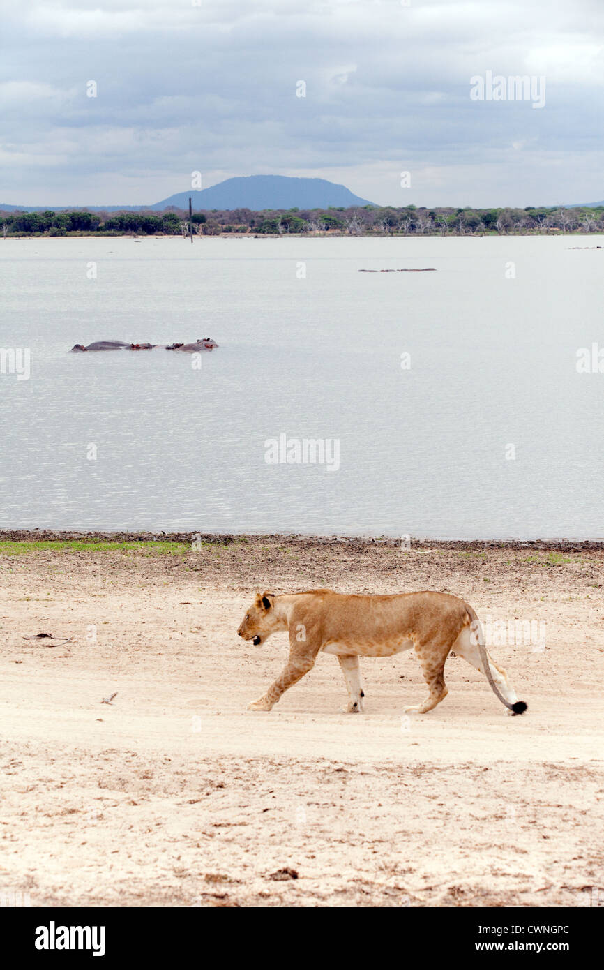 A lion walking by Lake Manze, Selous Game reserve scene view, Tanzania ...