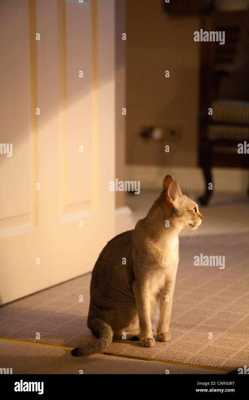 Singapura Cat Sitting in Hall Doorway Stock Photo - Alamy