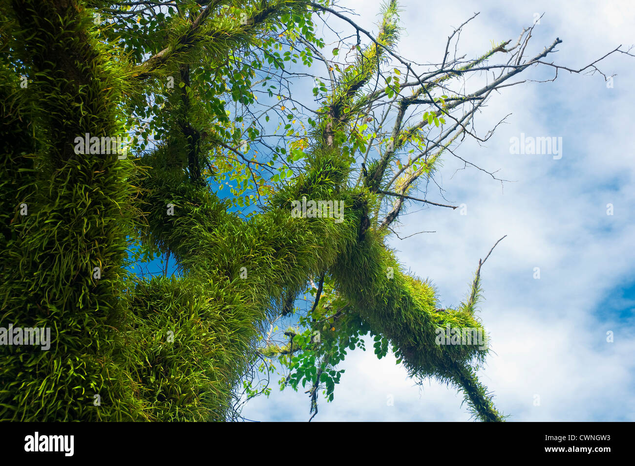 Fern-covered tree in Philippine forest Stock Photo - Alamy
