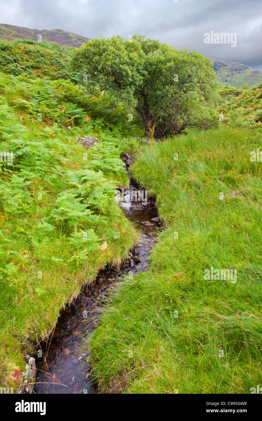 Fearn scotland hi-res stock photography and images - Alamy