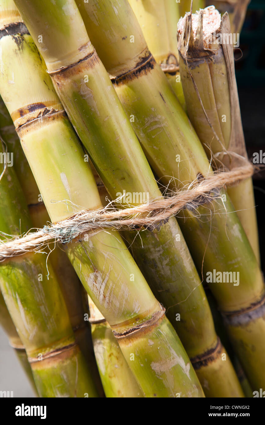 Bundle of cane hi-res stock photography and images - Alamy