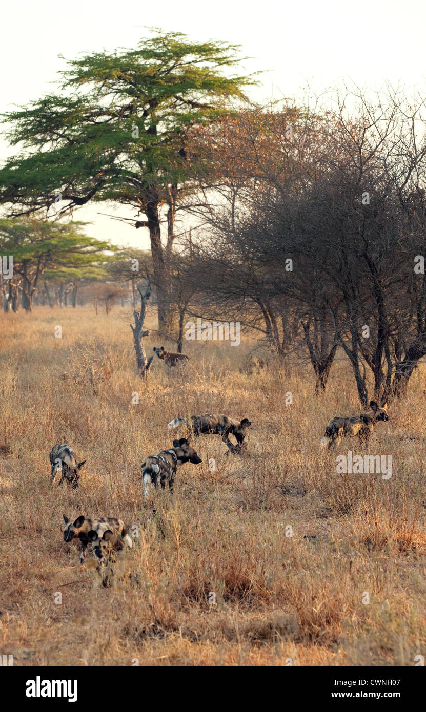 African Wild Dog Pack Hunting at Evelyn Saltsman blog